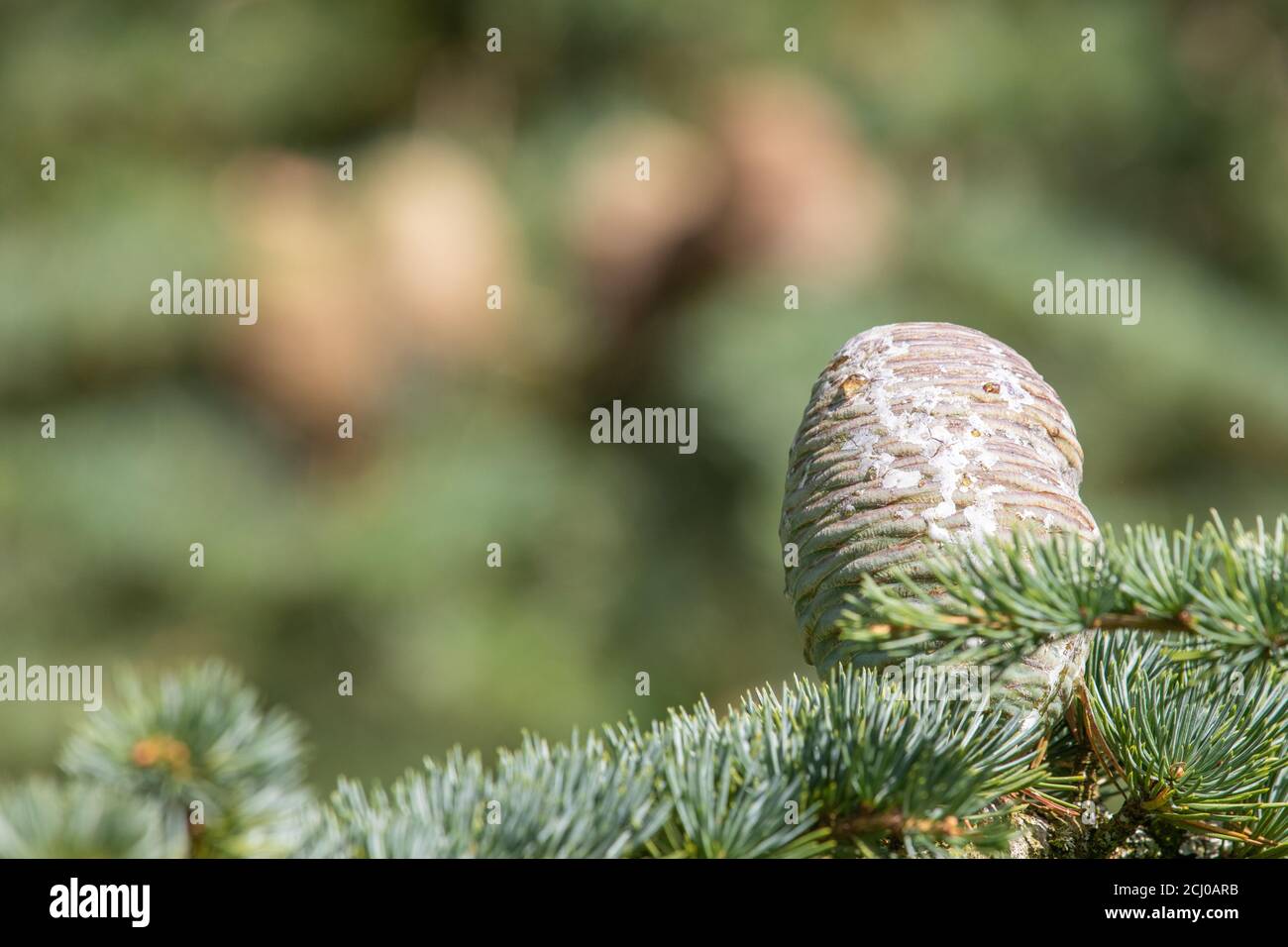 Close up of cones on an Atlas Cedar (cedrus atlantica) tree Stock Photo ...