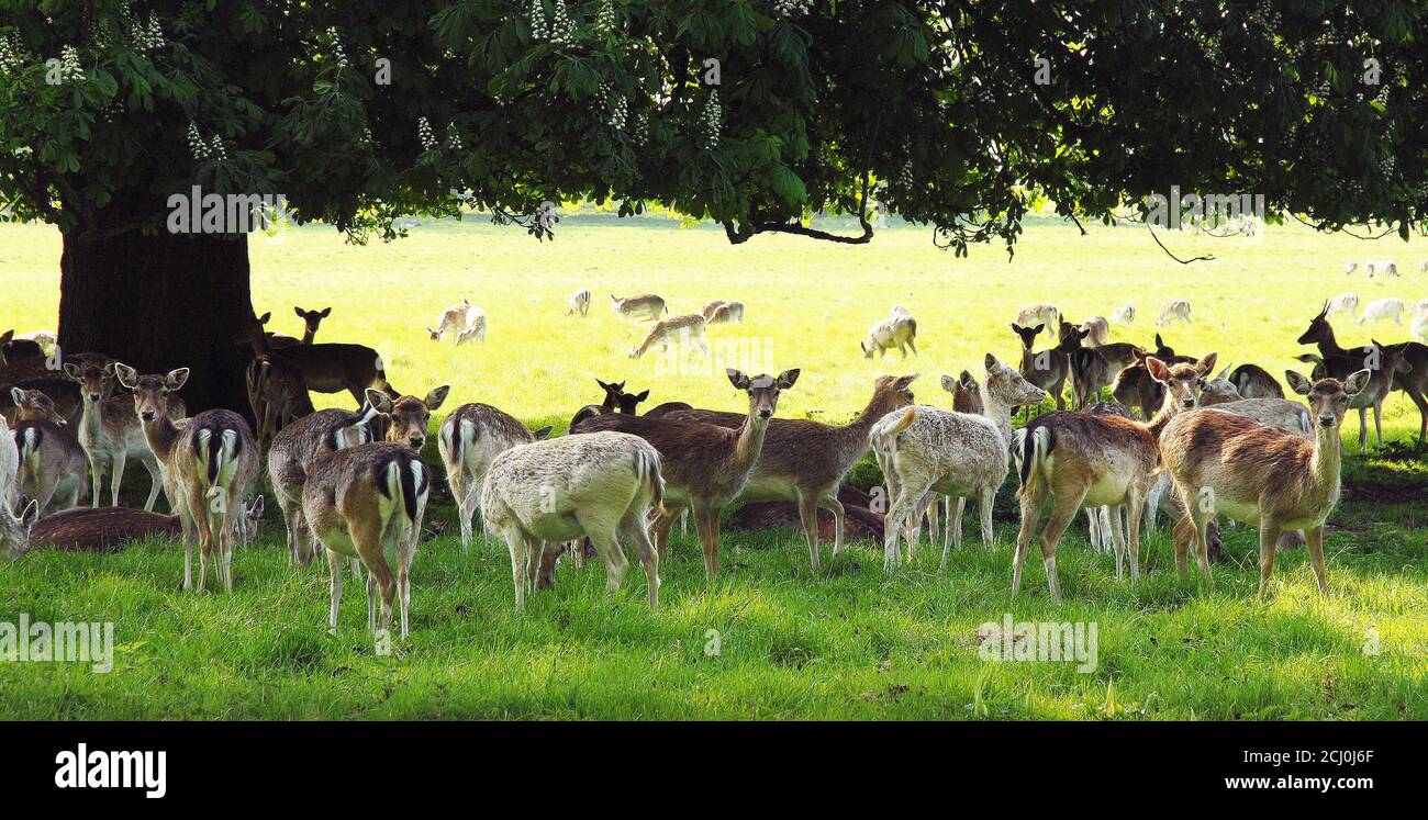 A herd of deer in spring sunshine in the shade of a flowering veteran ...