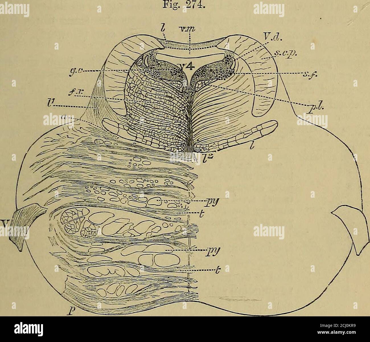 . Quain's elements of anatomy . s, termed the cpendyma of the ventricle ...
