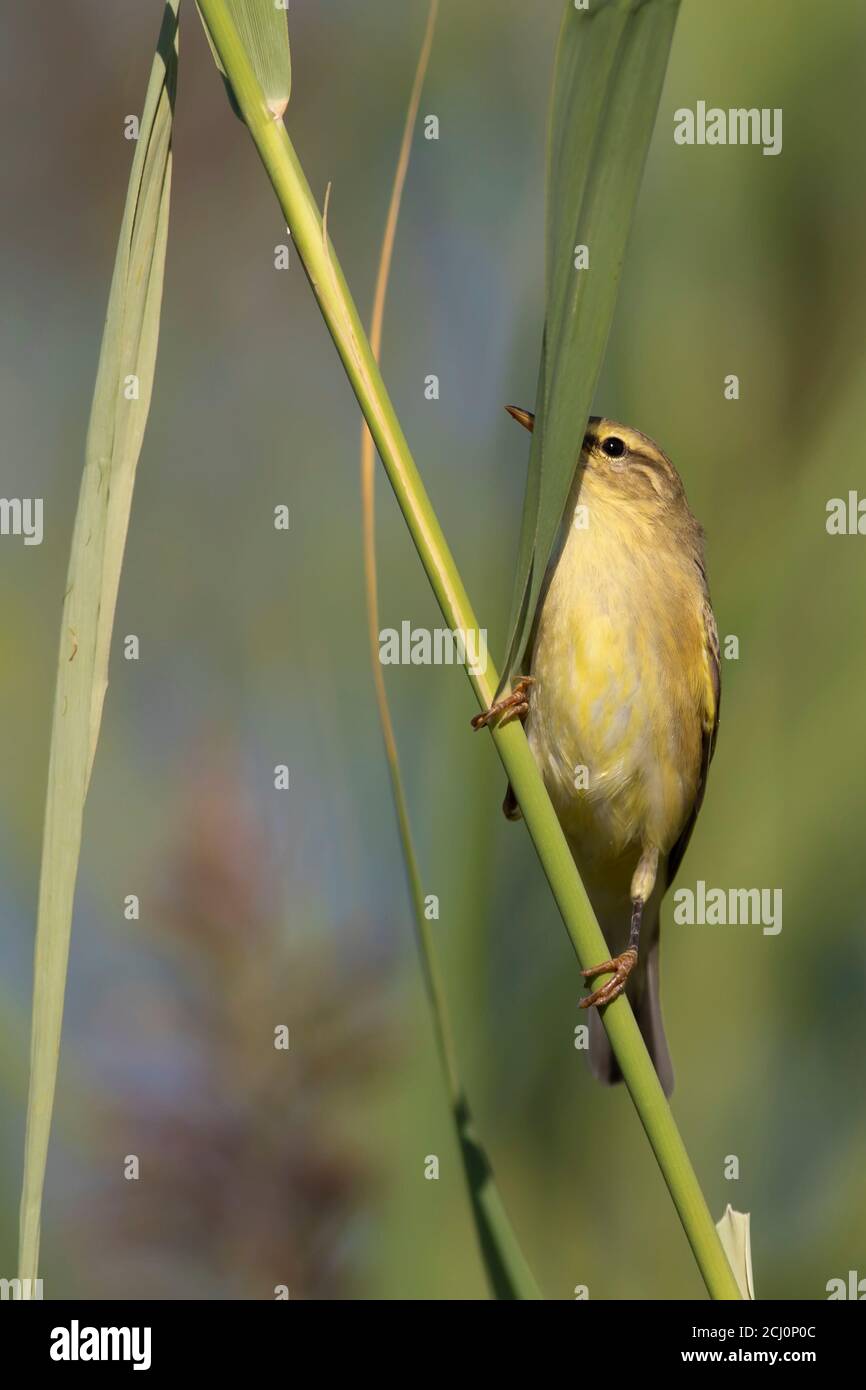 Cute yellow bird. Green nature background. Bird: Willow Warbler Stock ...