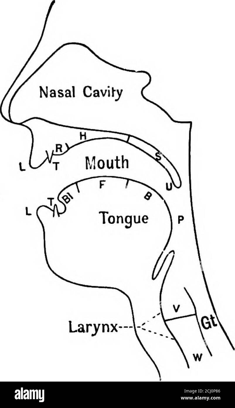 Organs Of Speech In Phonetics And Their Functions In Voice Acoustics: