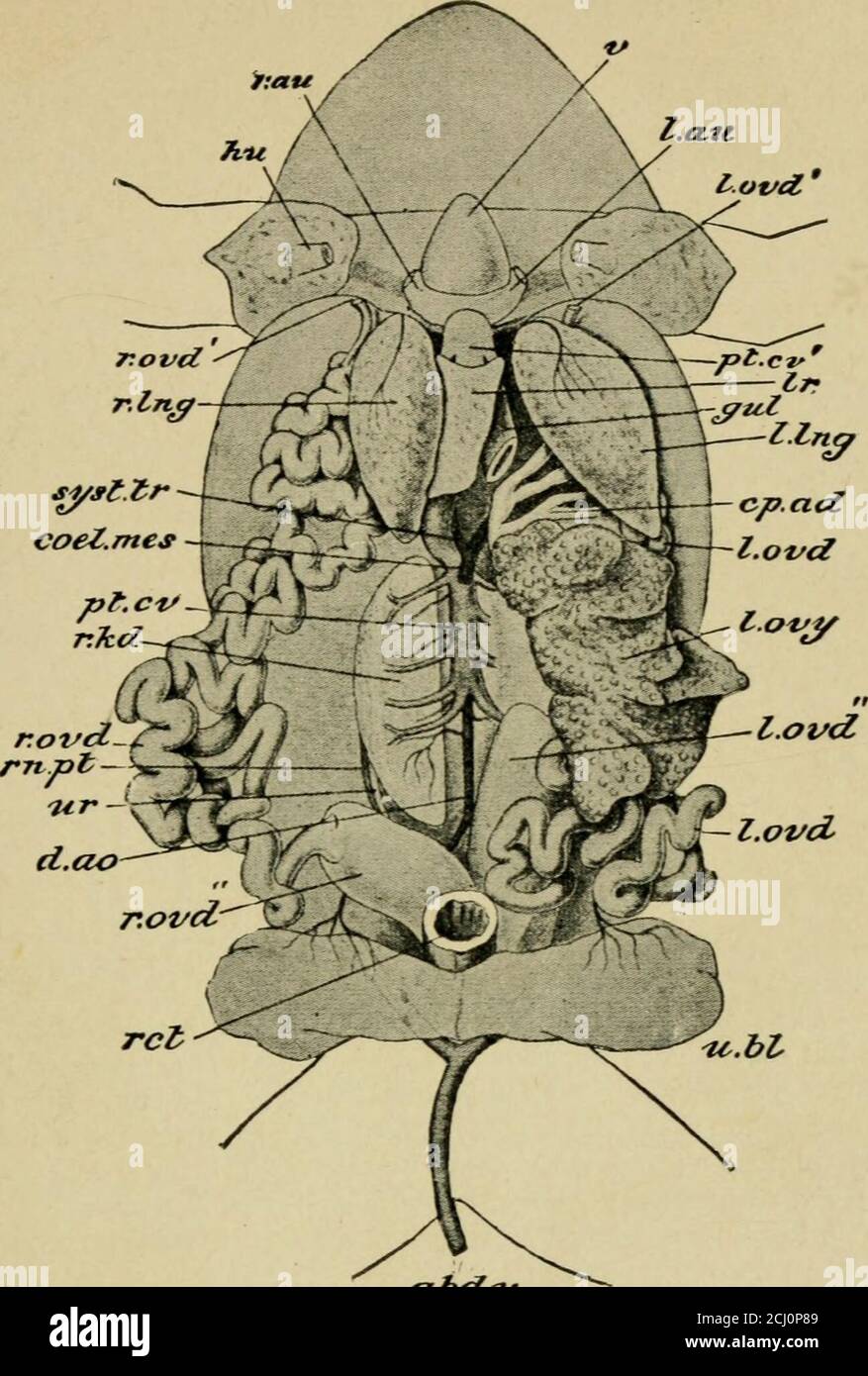 . The biology of the frog . lled the duodenum ; theportion behind this ...