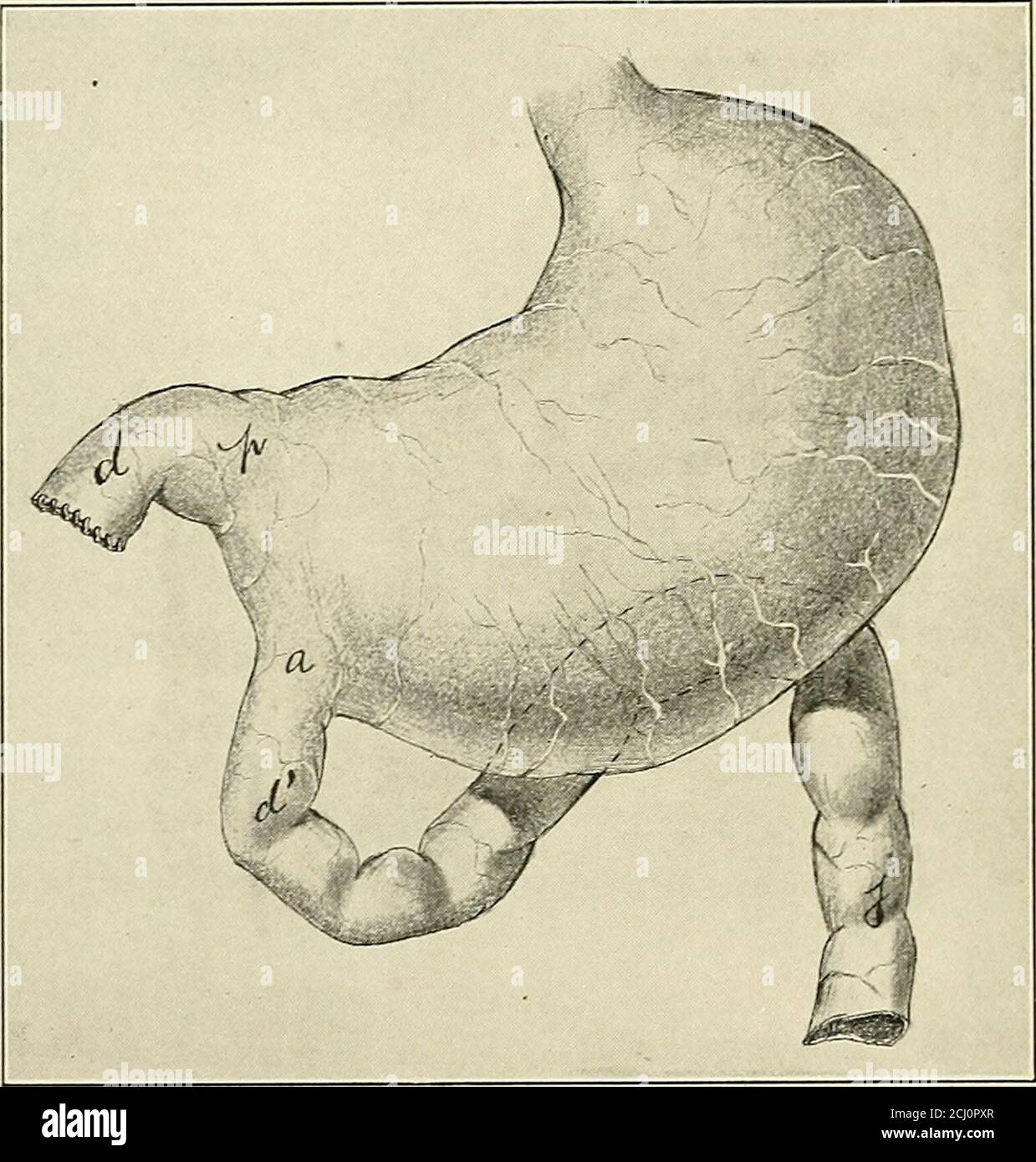 . American practice of surgery ; a complete system of the science and ...