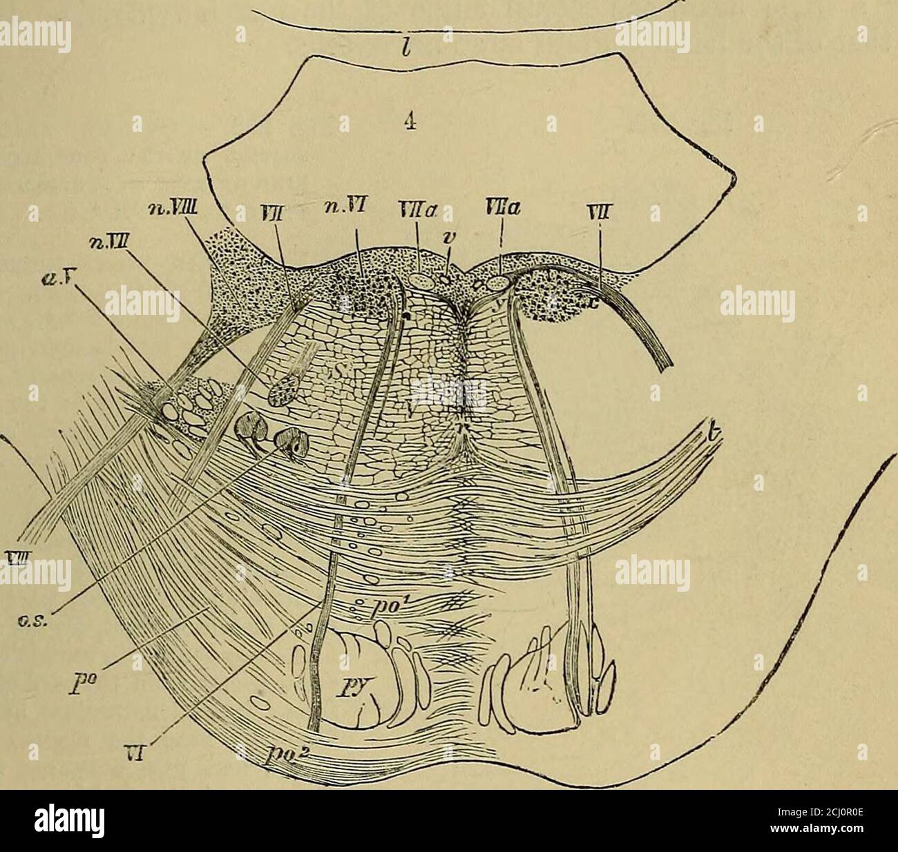 Formatio reticularis hi-res stock photography and images - Alamy
