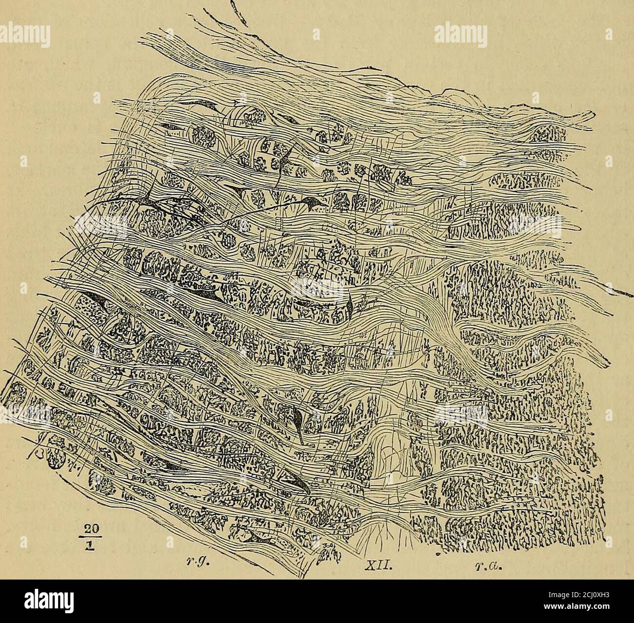 Formatio reticularis hi-res stock photography and images - Alamy