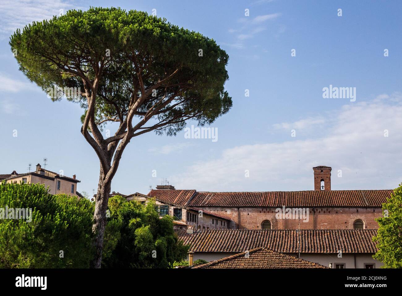 View of a Tree and Rooftops in the Background, Lucca Stock Photo - Alamy