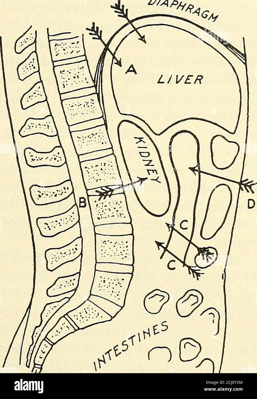 . A manual of operative surgery . n womenthan in men, and on the right ...