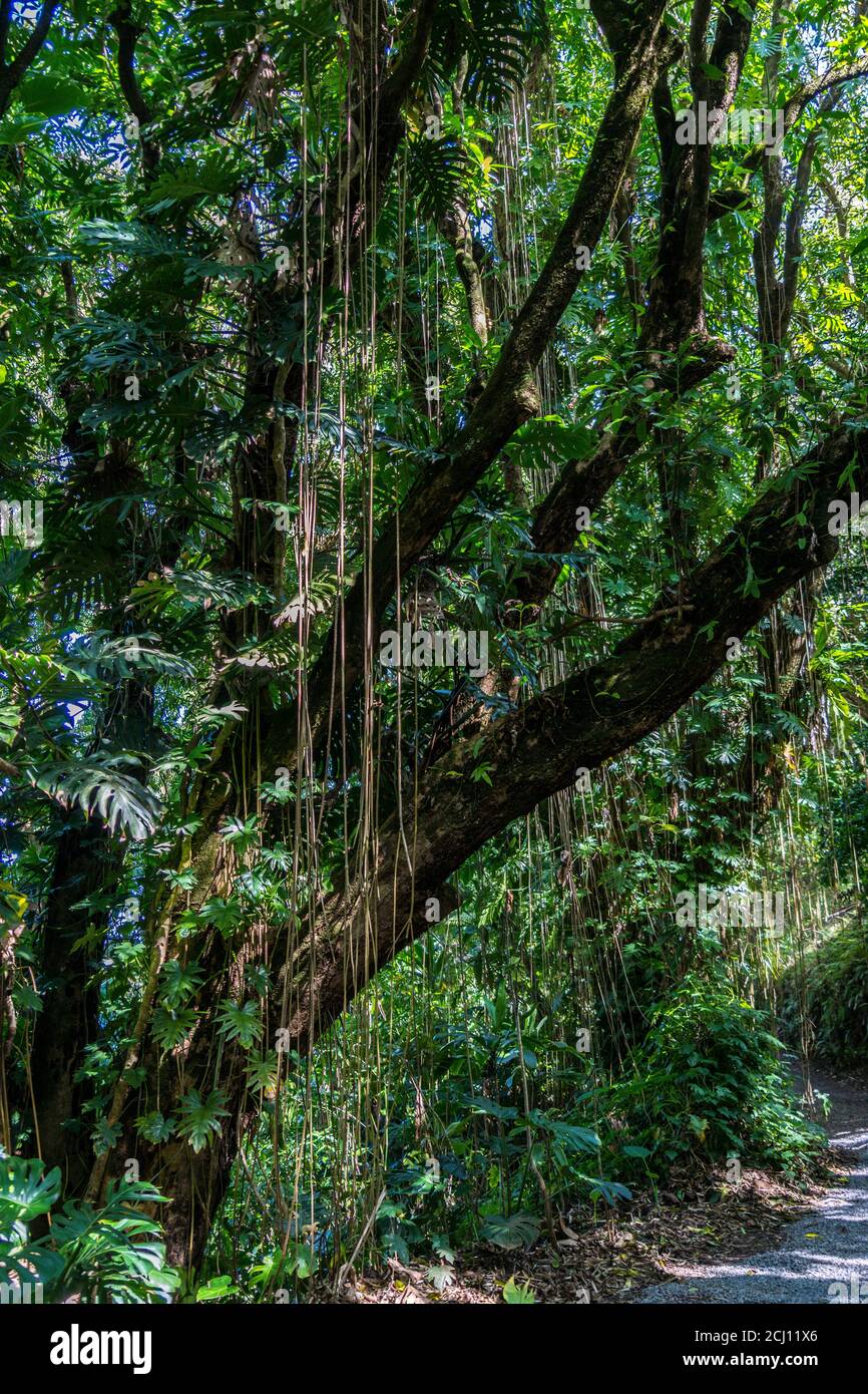 trail/road/path into maui jungle Stock Photo - Alamy