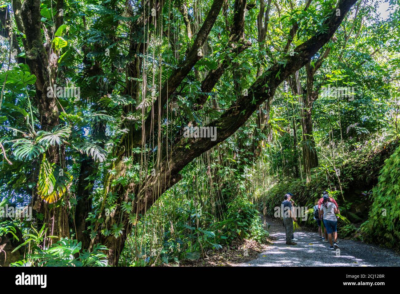 trail/road/path into maui jungle Stock Photo - Alamy