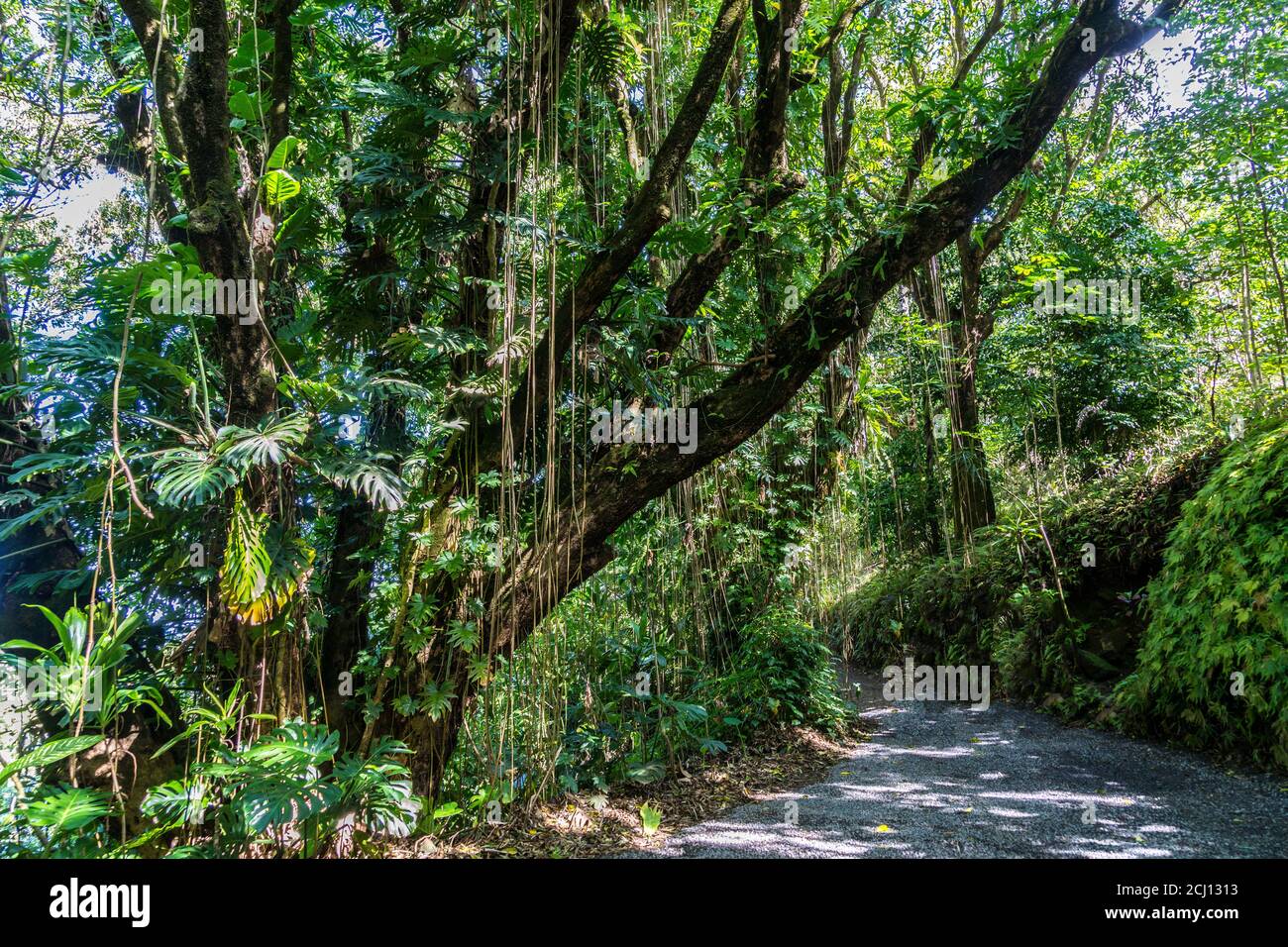 Jungle vines hi hi-res stock photography and images - Alamy