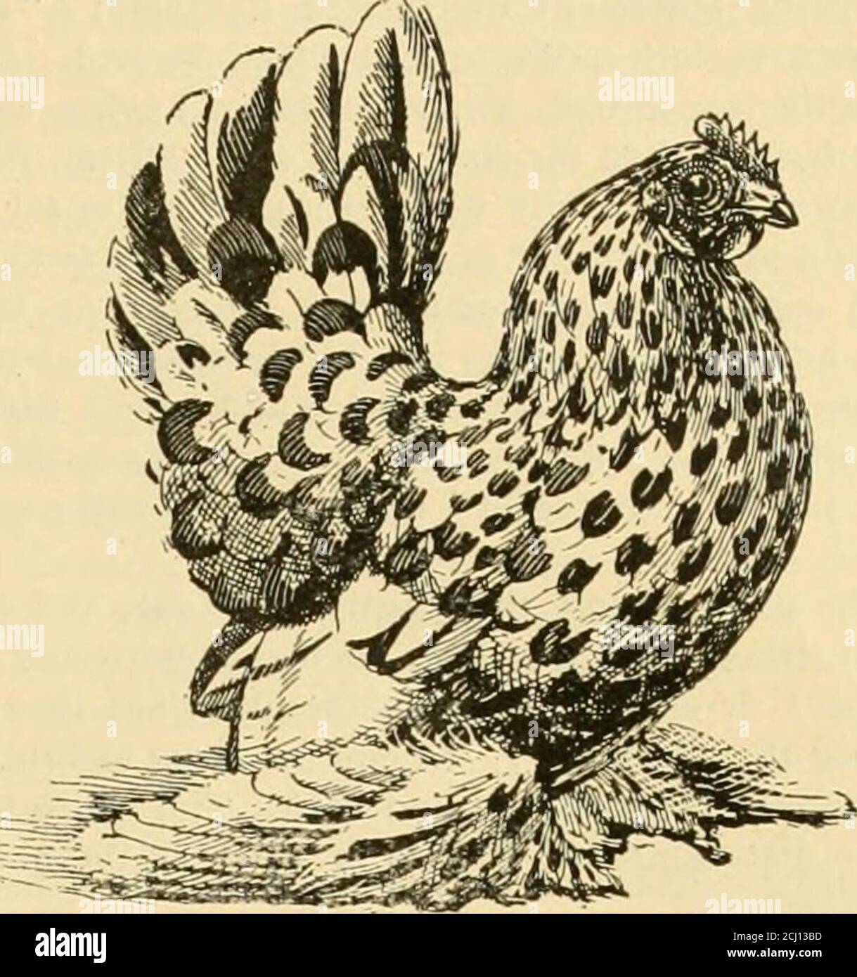 . The bantam fowl; a description of all standard breeds and varieties ...