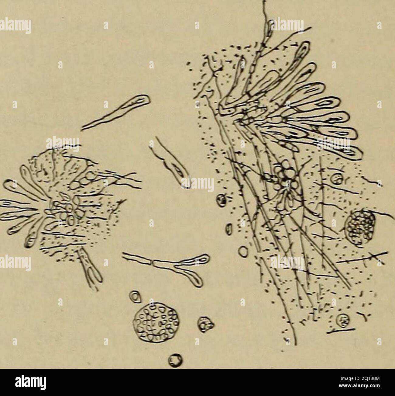 . A manual of clinical diagnosis by means of microscopical and chemical ...