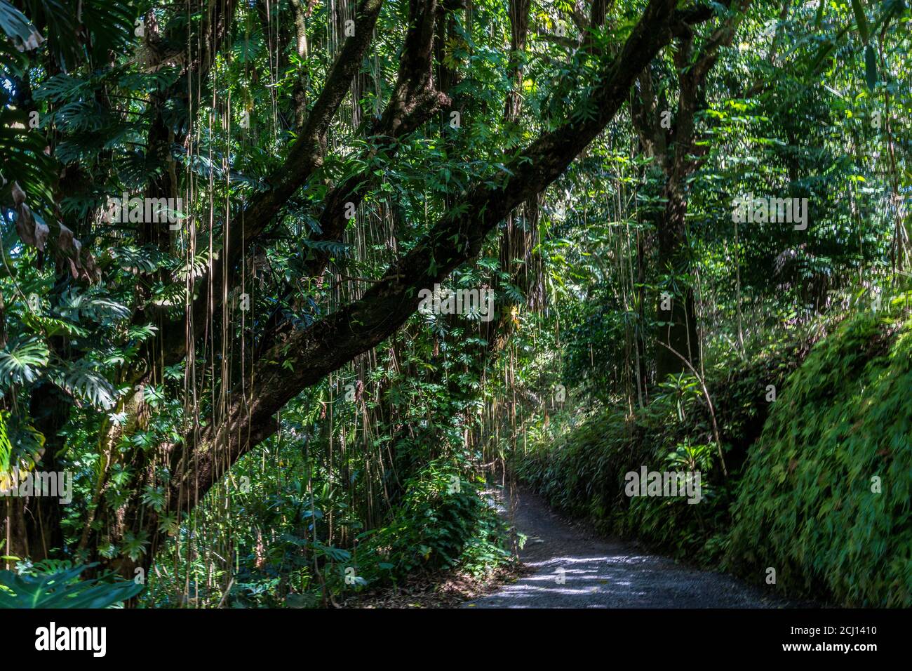 trail/road/path into maui jungle Stock Photo - Alamy
