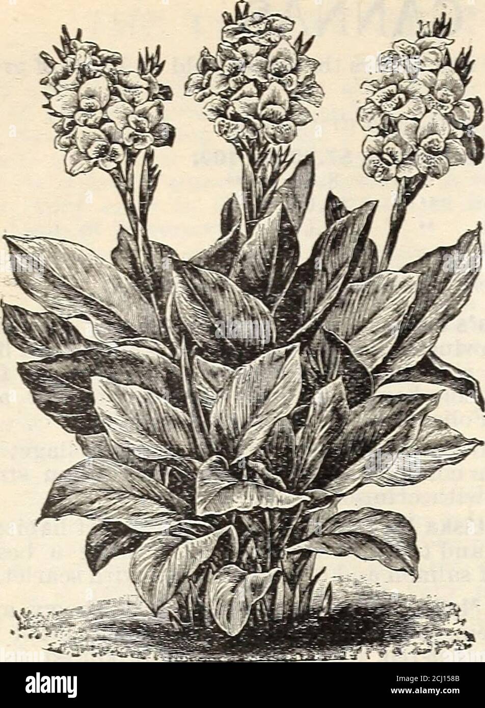 Reflexed red petals hi-res stock photography and images - Alamy