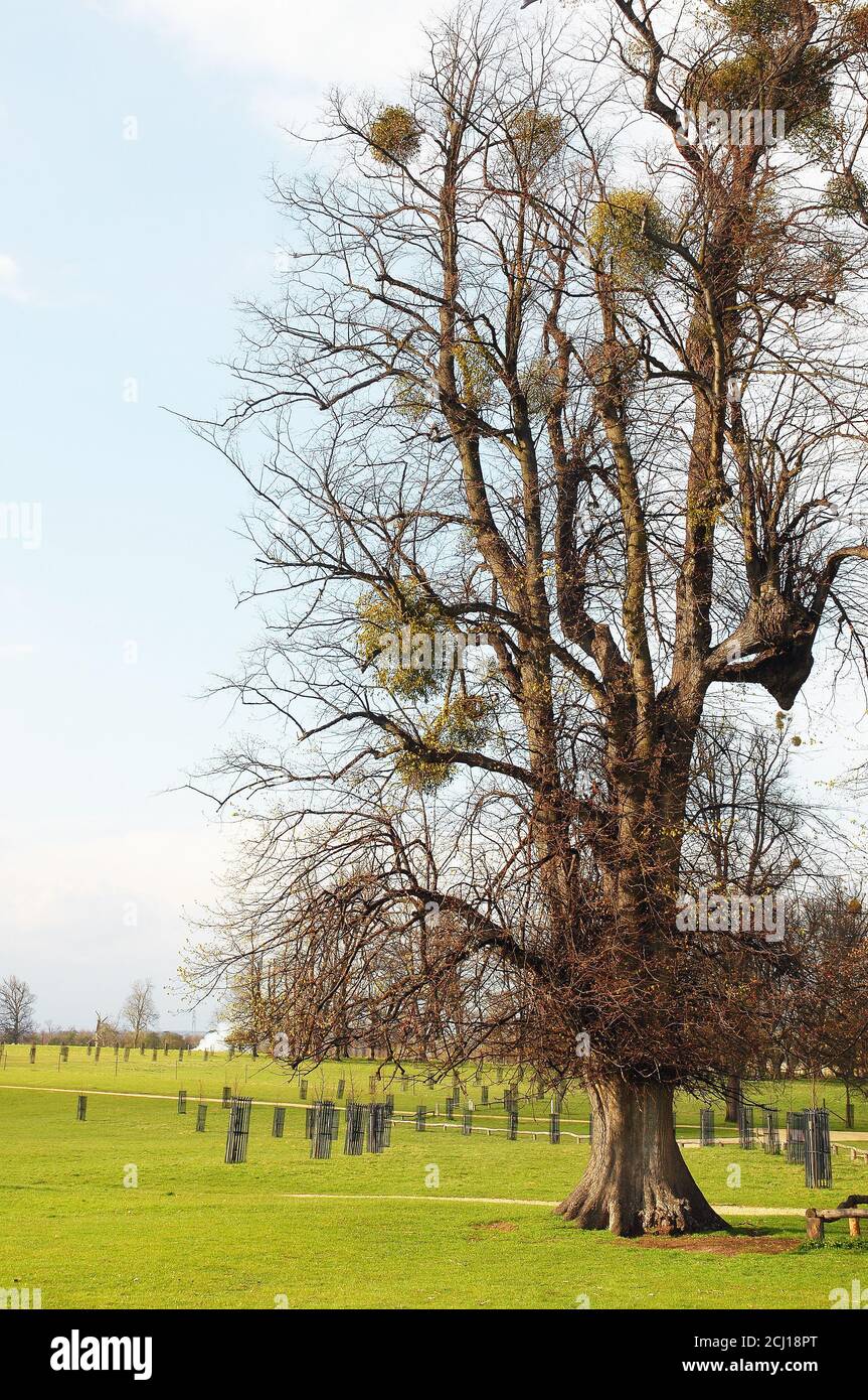 300 years old tree hi-res stock photography and images - Alamy