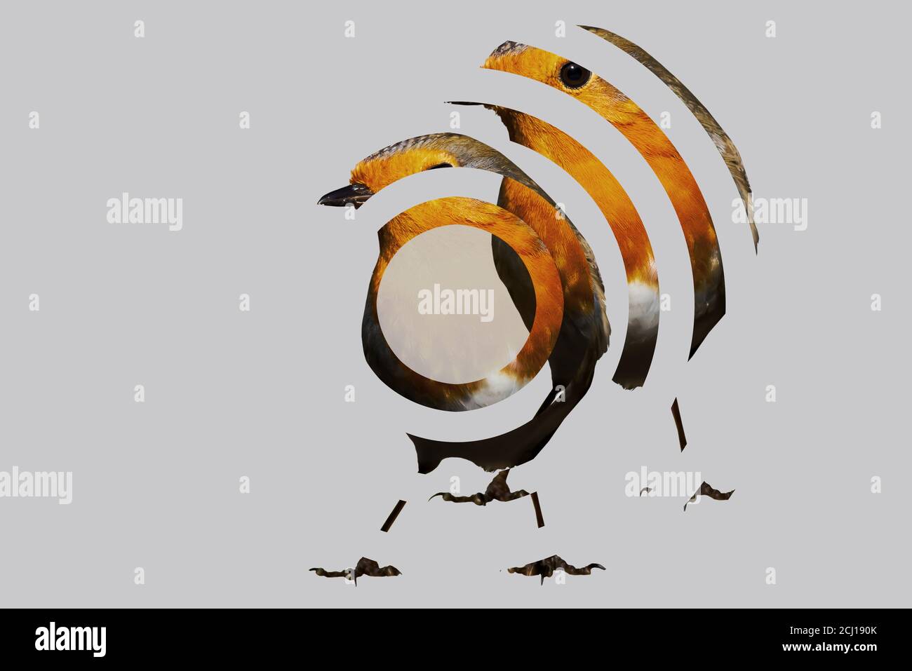 Cute little bird Robin. Surreal picture of nature. Gray background ...