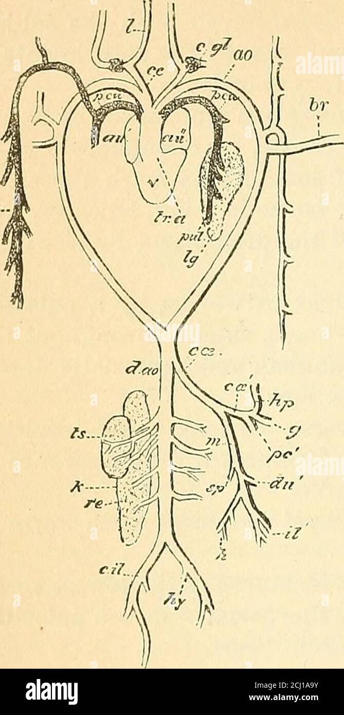 Bulbus aorta hi-res stock photography and images - Alamy