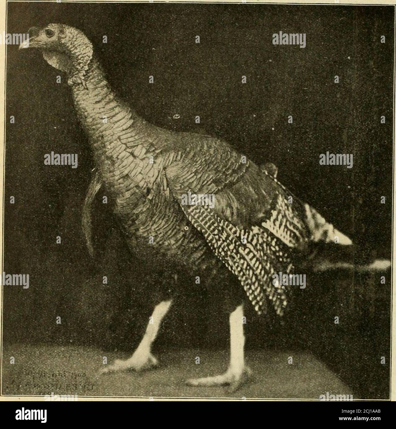 . Turkeys, all varieties. Their care and management. Mating, rearing ...