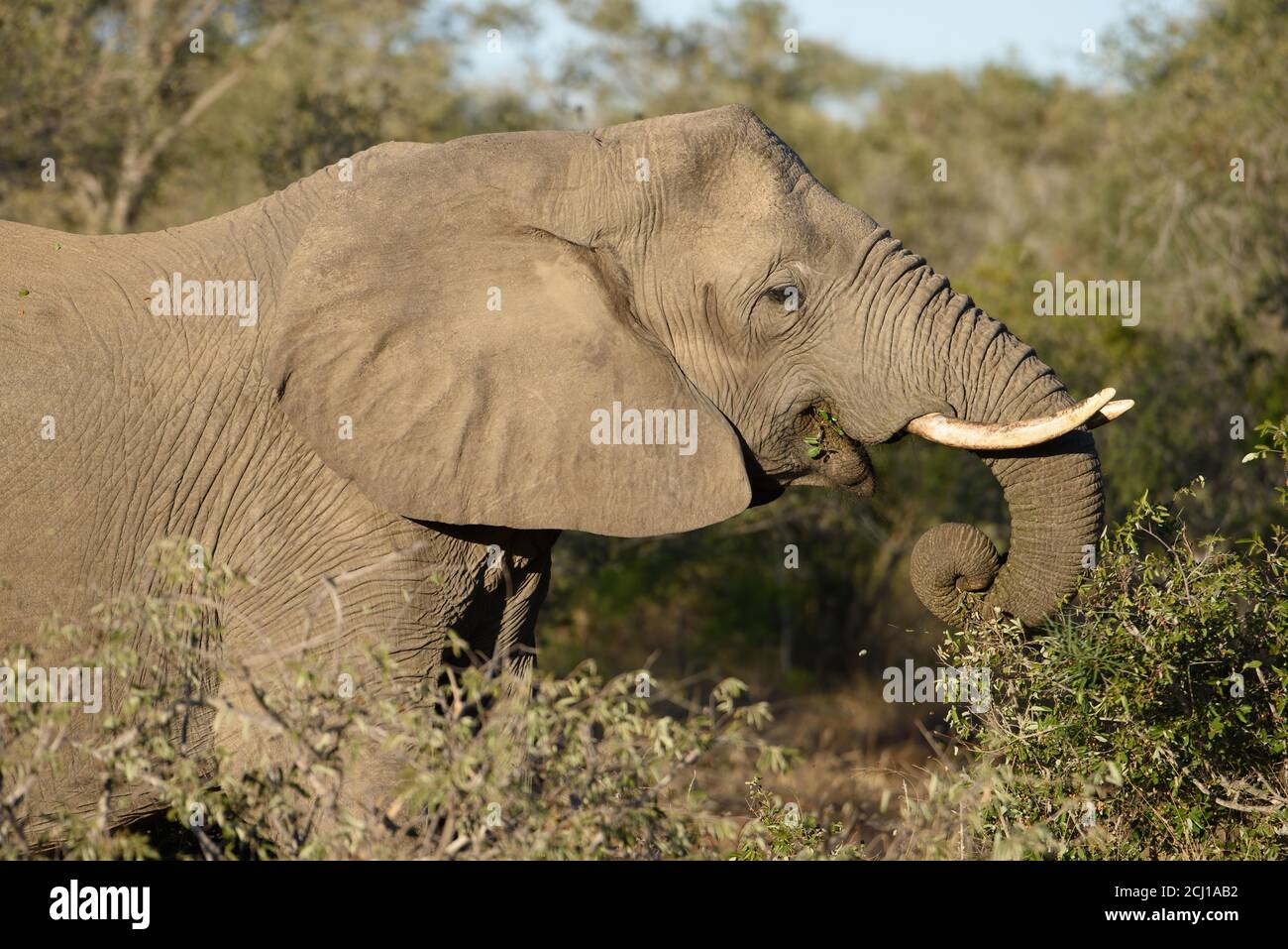 African elephant living in wild in South Africa Stock Photo - Alamy