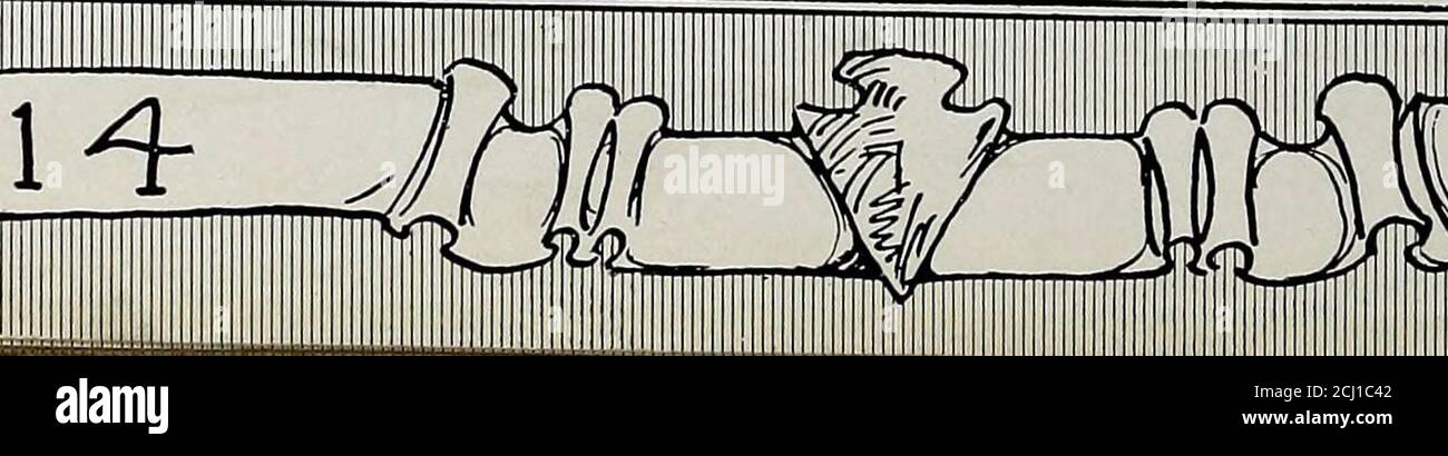 Fawan hi-res stock photography and images - Alamy