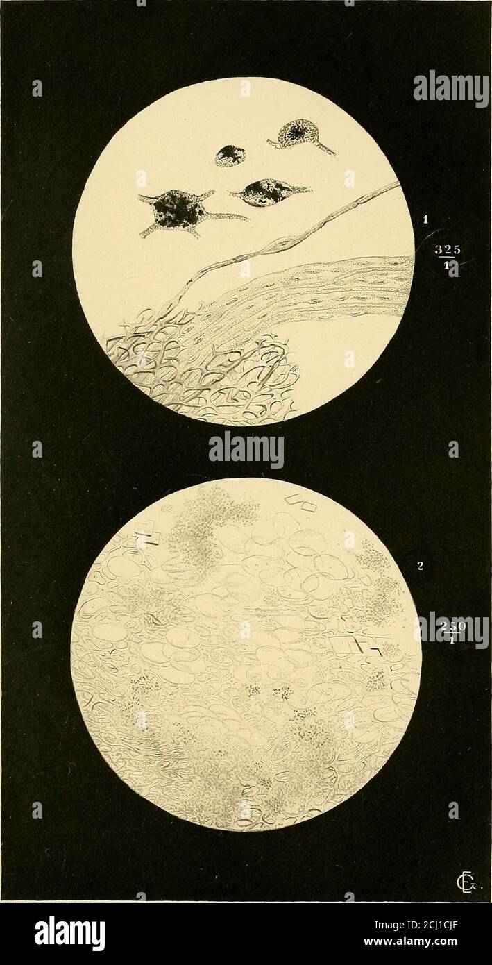 Hypergenesis hi-res stock photography and images - Alamy