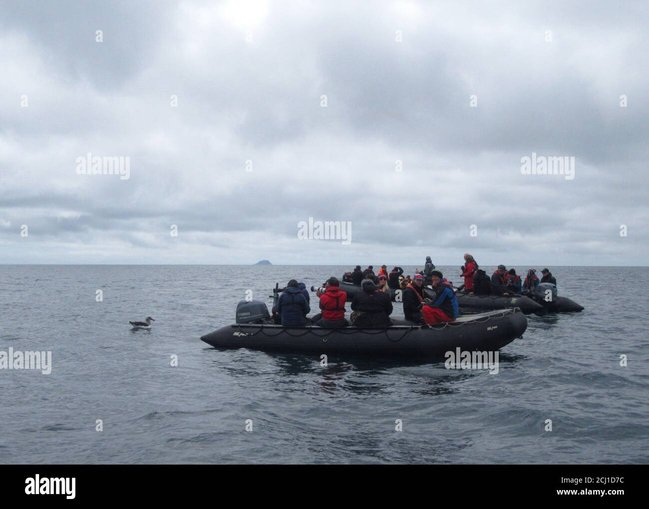 Northern Buller's Albatross, Buller's albatross, Buller's mollymawk ...