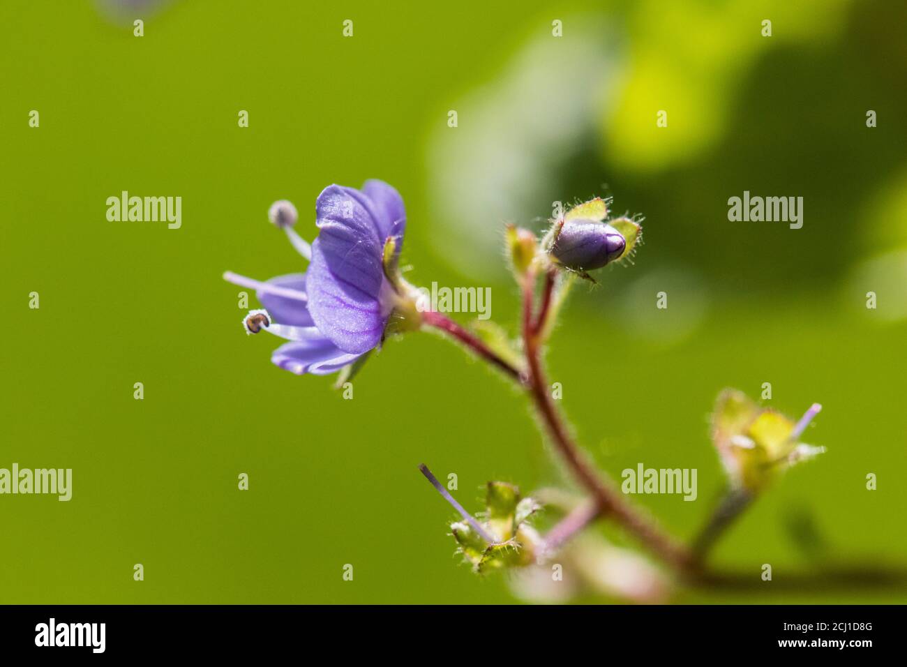 wood speedwell (Veronica montana), flower, Netherlands, Frisia Stock ...