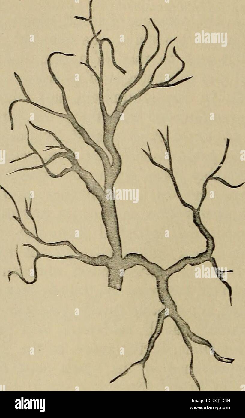 . A manual of clinical diagnosis by means of microscopical and chemical ...
