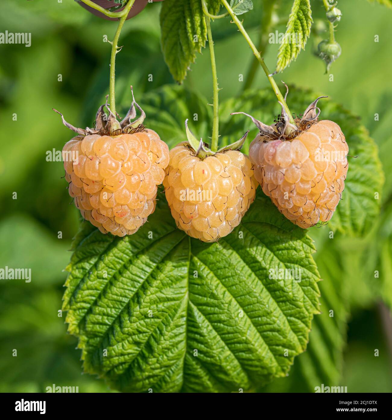 Small yellow fruits hi-res stock photography and images - Alamy