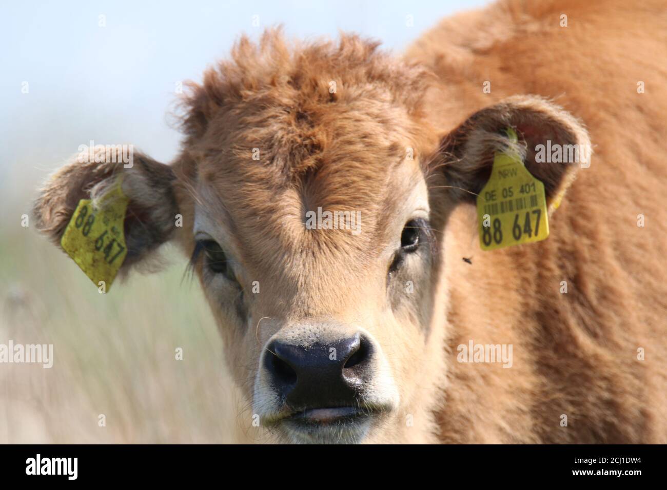 Calf with ear marks hi-res stock photography and images - Alamy