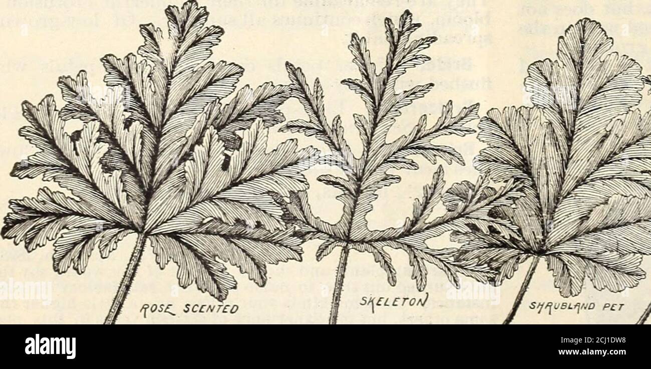 Vermilion roses hi-res stock photography and images - Alamy