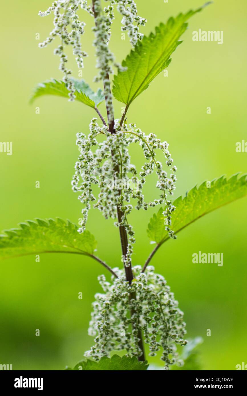 stinging nettle (Urtica dioica), blooming female plant, Netherlands ...