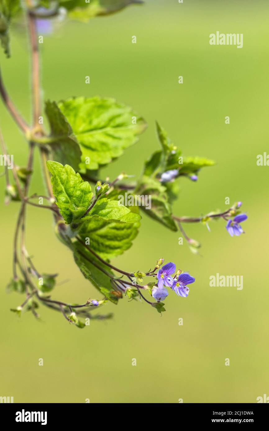 wood speedwell (Veronica montana), blooming, Netherlands, Frisia Stock ...