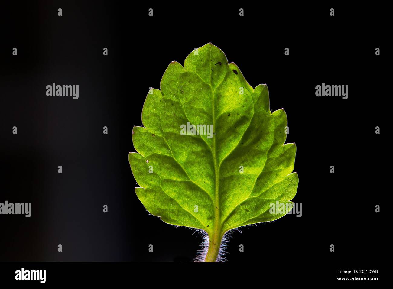 wood speedwell (Veronica montana), leaf in backlight against black ...