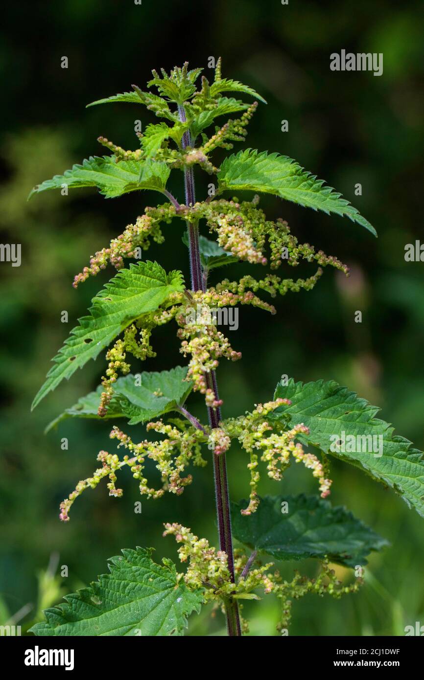 stinging nettle (Urtica dioica), blooming male plant, Netherlands ...