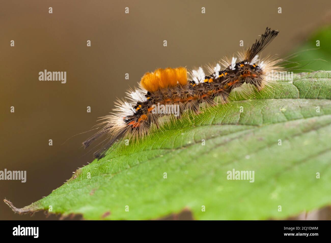 Raupe hi-res stock photography and images - Alamy