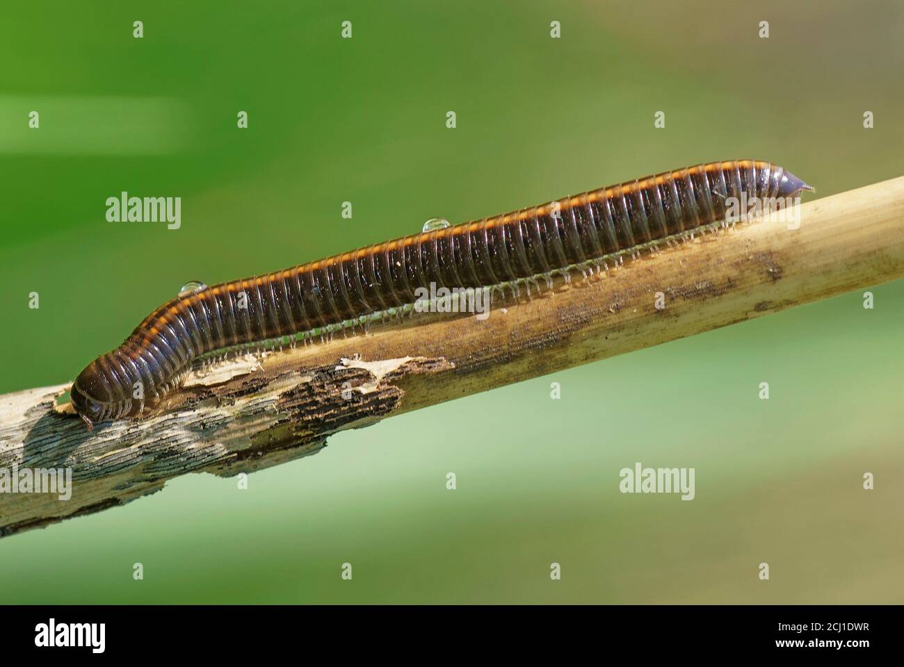 striped millipede (Ommatoiulus sabulosus), runs on a twig, Germany ...