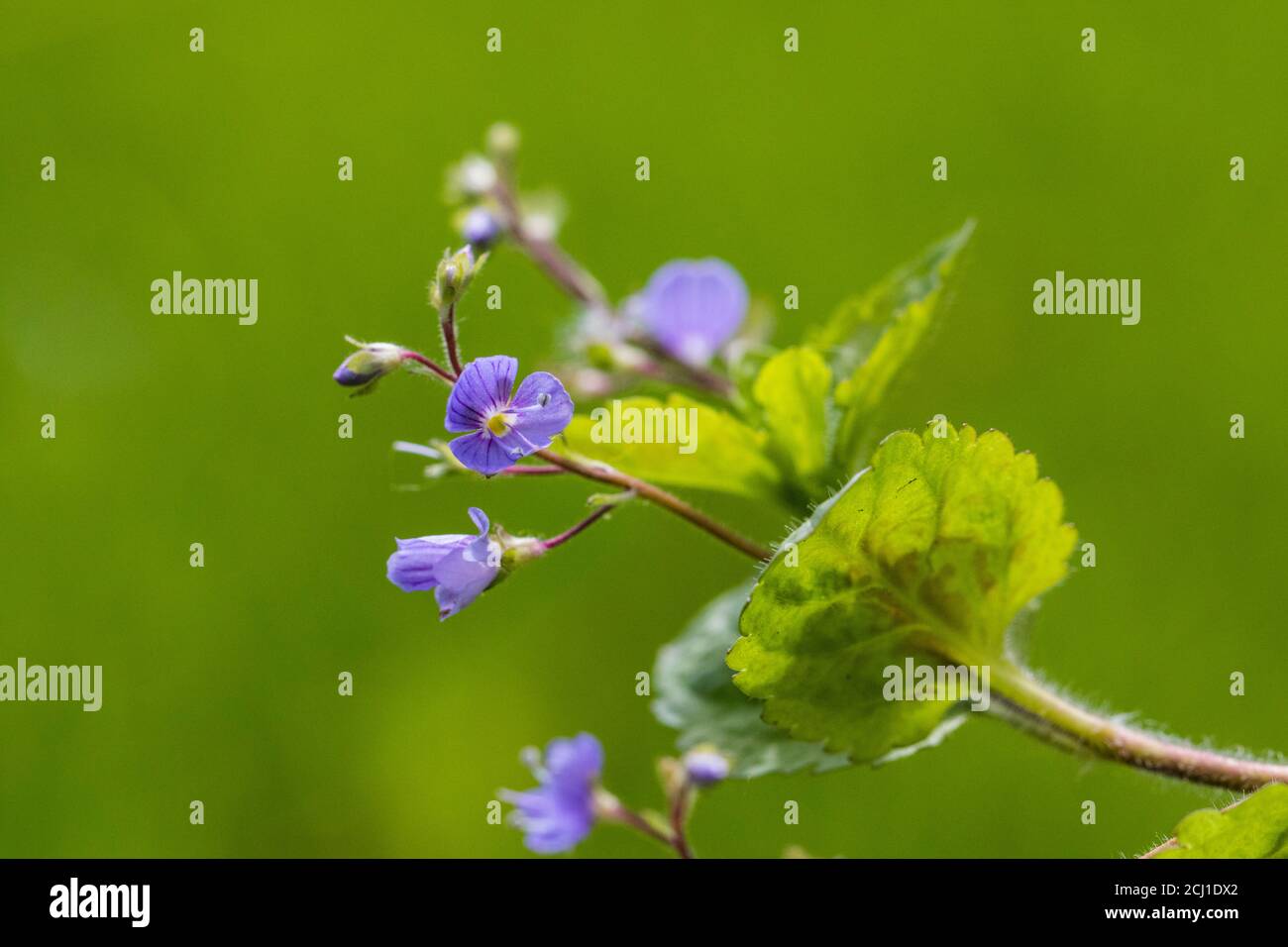wood speedwell (Veronica montana), flowers, Netherlands, Frisia Stock ...