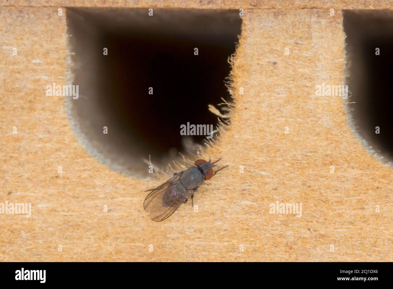 drosophilid fly, Houdini fly (Cacoxenus indagator), fodder parasite of ...