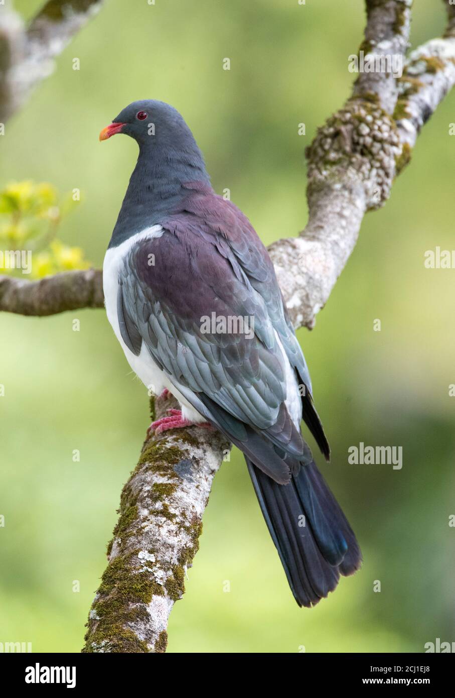 Chatham pigeon (Hemiphaga chathamensis), perched on an old tree, New ...