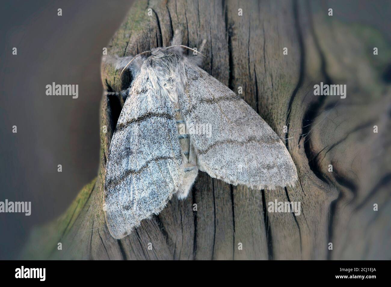 Red tail moth hi-res stock photography and images - Alamy