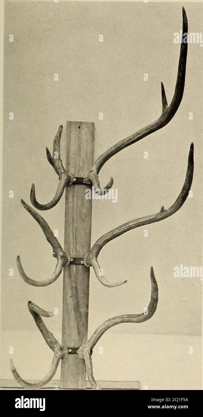 . Zoological Society bulletin . REMARKABLE COLLECTION.OF DEFORMED ...