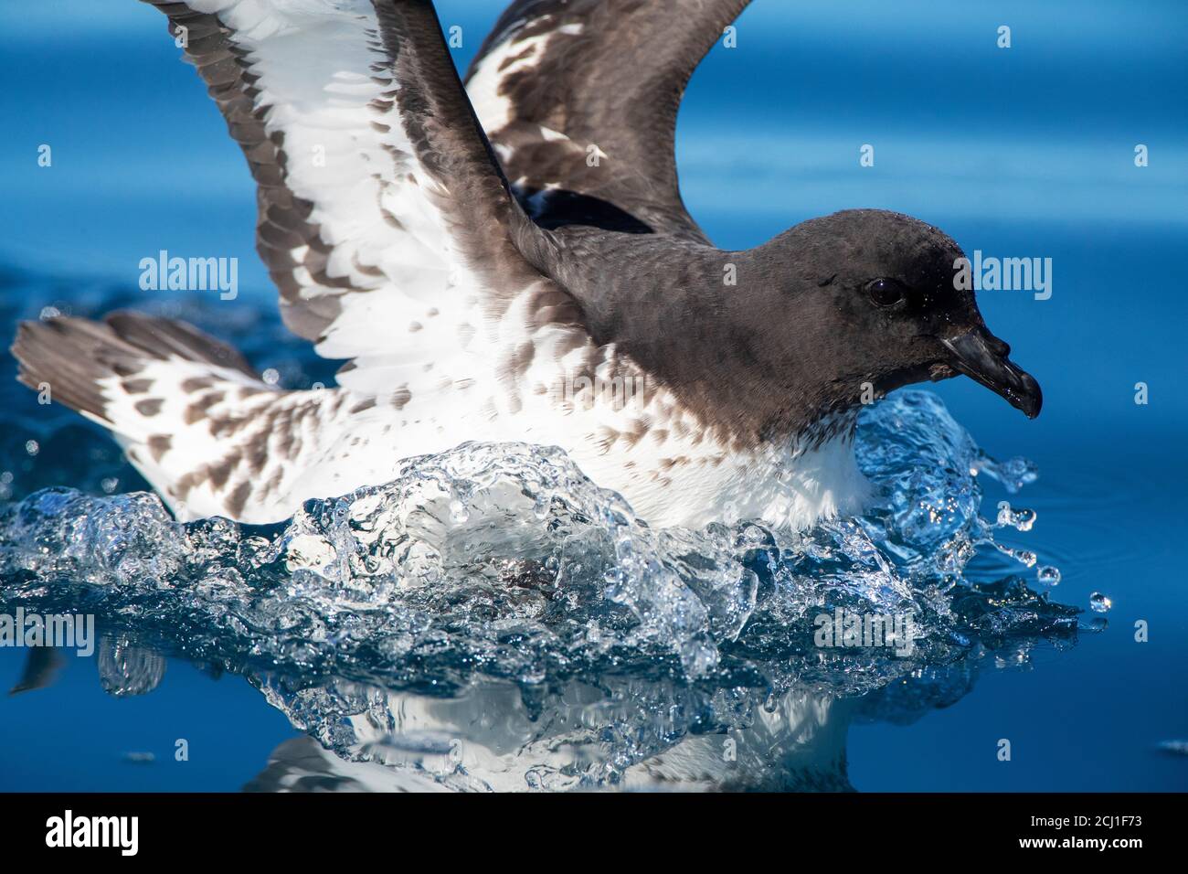 Pintado petrel, Antarctic cape petrel, Cape petrel (Daption capense ...