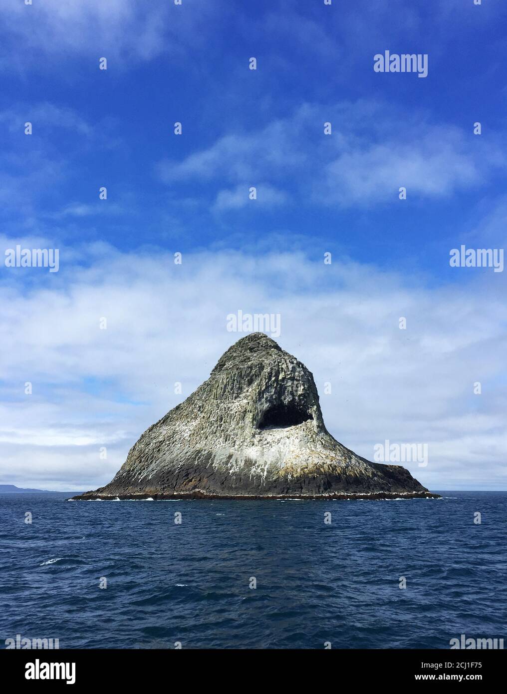 Chatham albatross, Chatham mollymawk, Island mollymawk (Thalassarche ...