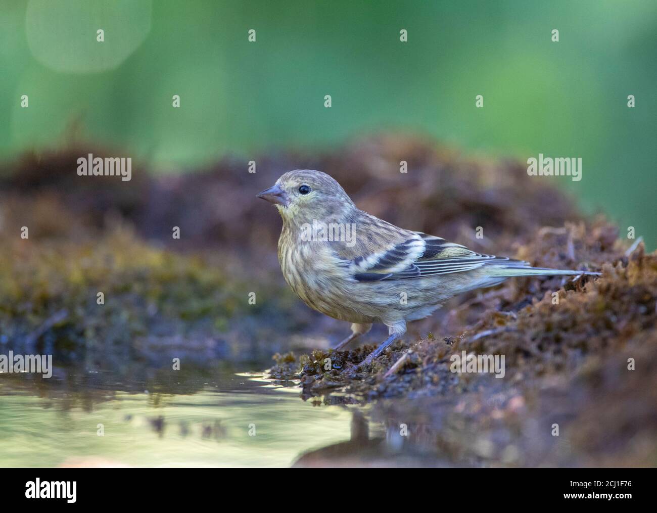 Small finches hi-res stock photography and images - Alamy