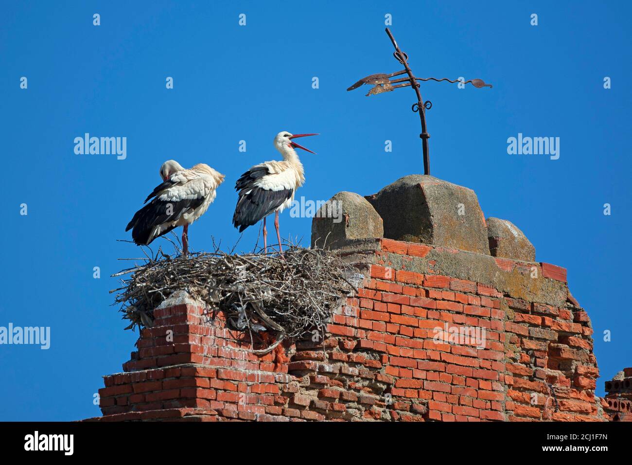 white stork (Ciconia ciconia), two storks at their nest, Spain ...