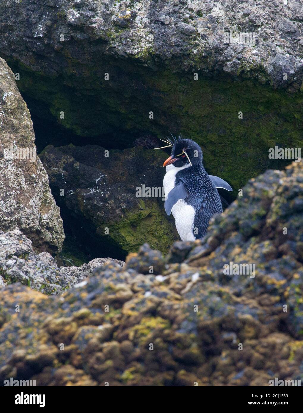 Eastern rockhopper penguin hi-res stock photography and images - Alamy