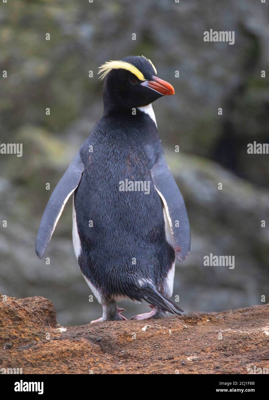 Big-crested penguin, Erect-crested Penguin (Eudyptes sclateri), resting ...