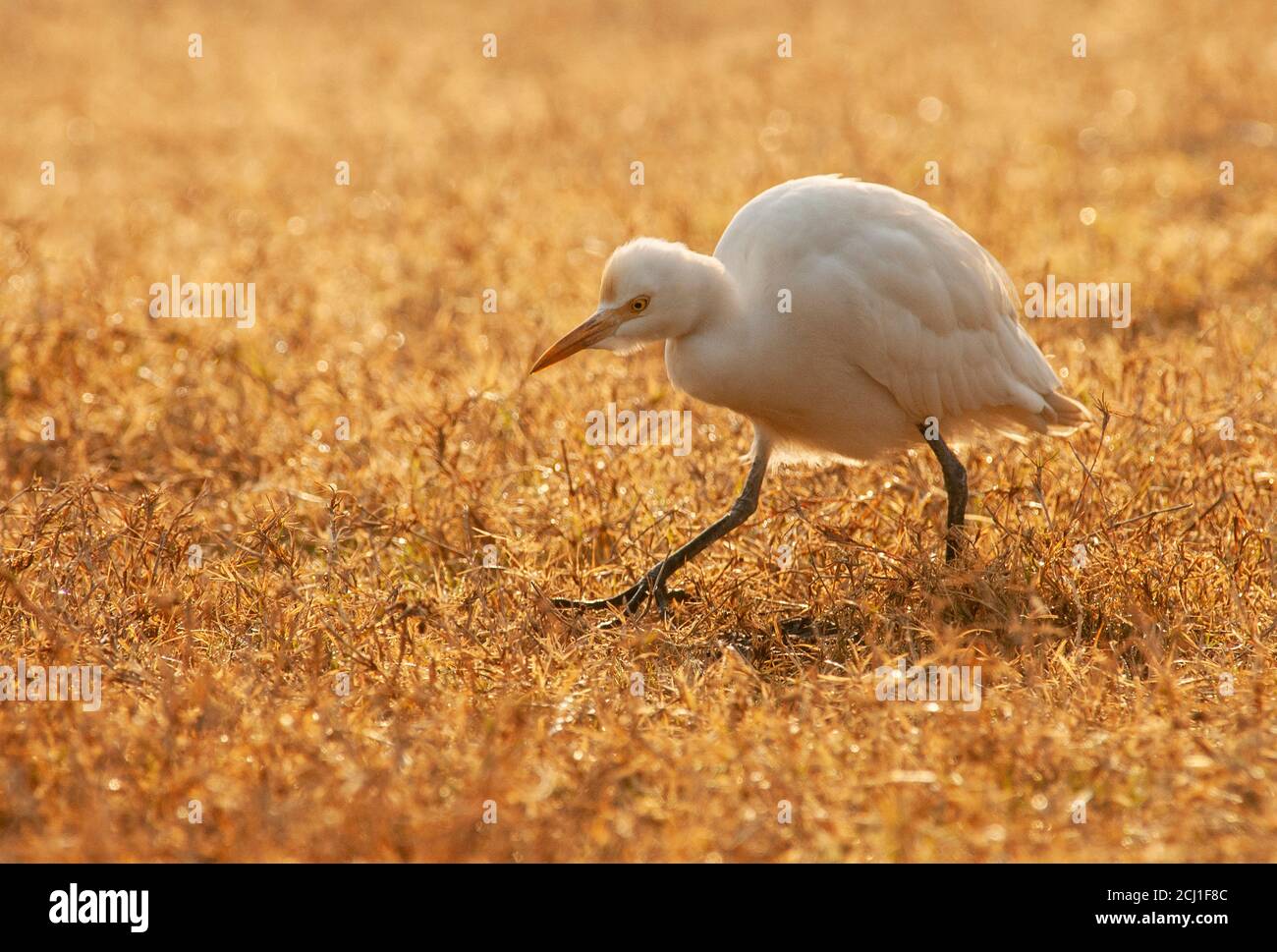 Eastern Cattle Egret (Bubulcus coromandus), walking in rural field ...