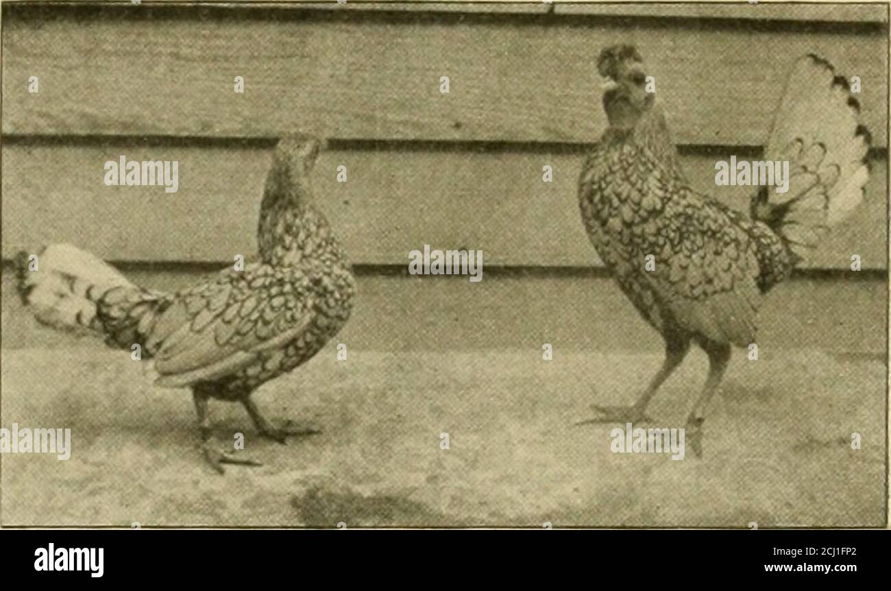 . The bantam fowl; a description of all standard breeds and varieties ...